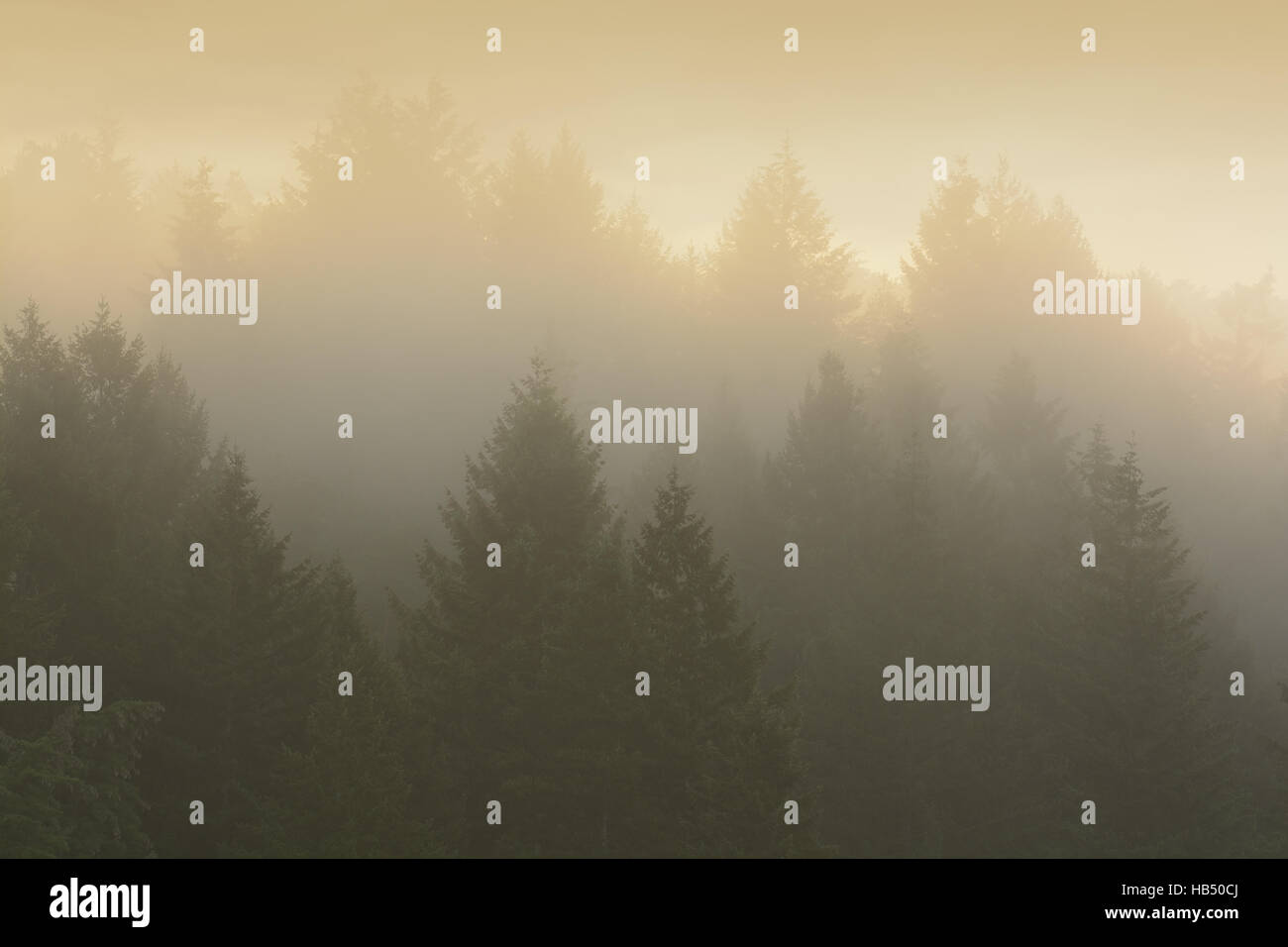 Spruce forest in Mist at Sunrise Stock Photo - Alamy