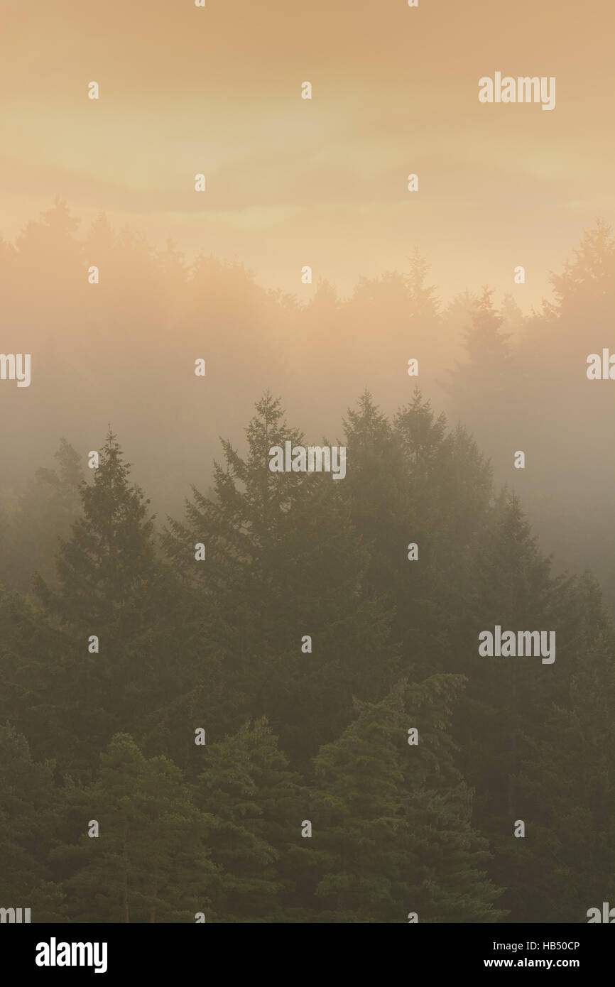 Spruce Forest in Mist at Sunrise Stock Photo - Alamy