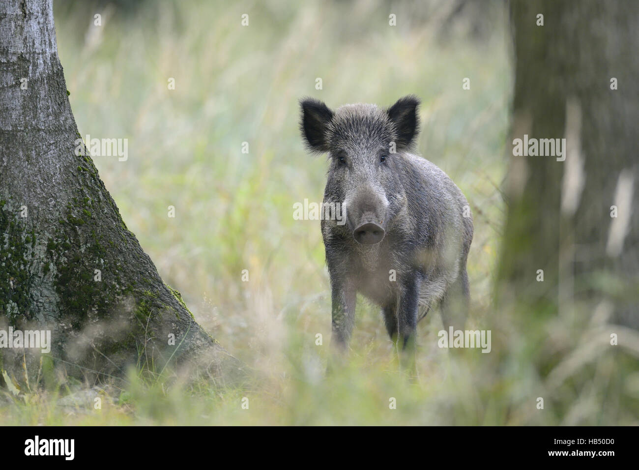 Boar color hi-res stock photography and images - Alamy
