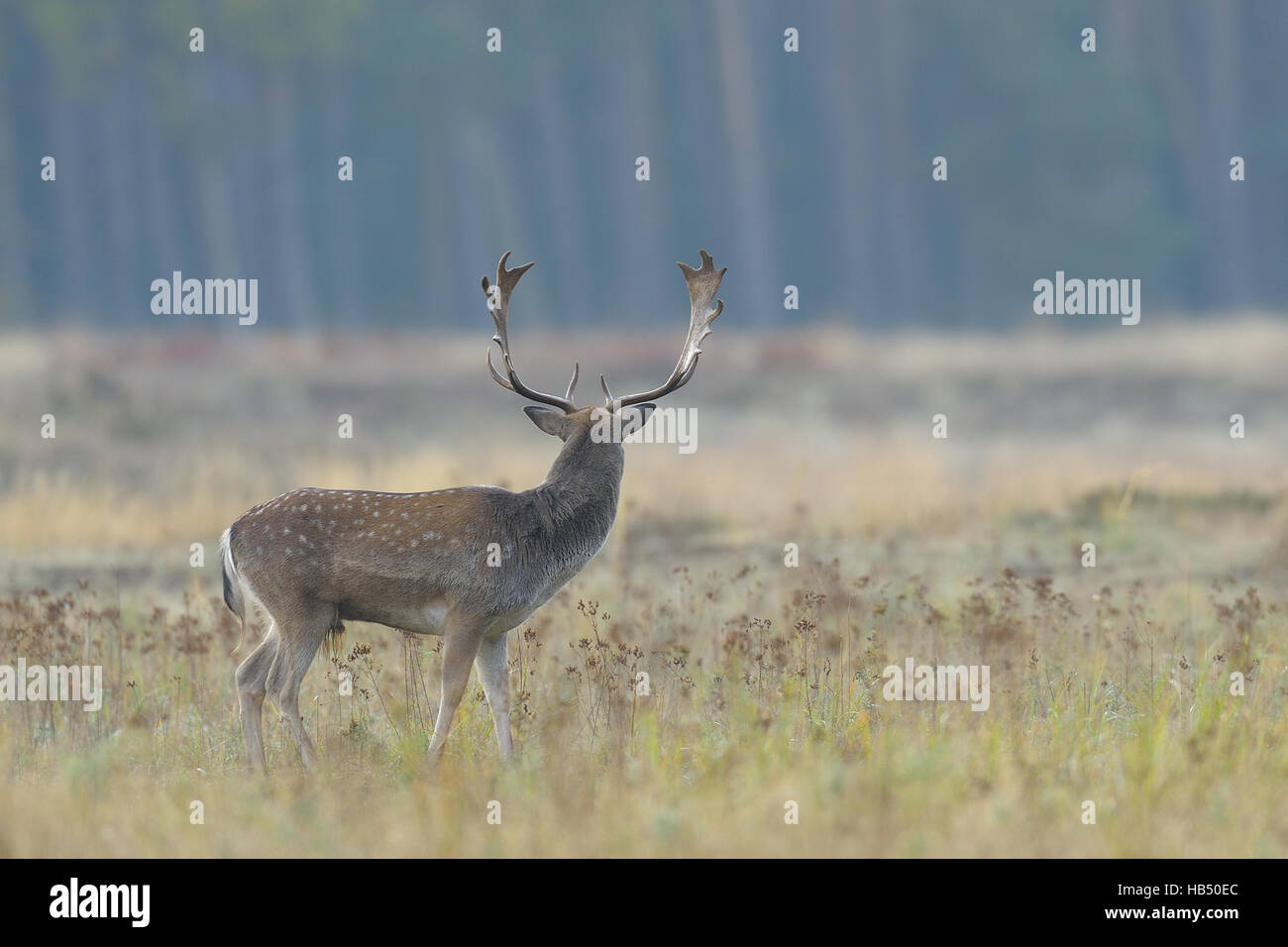 Fallow deer (Cervus dama) in Autumn, Germany Stock Photo - Alamy
