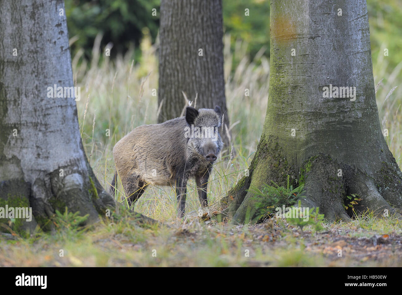 Wild boar in Forest, Germany Stock Photo - Alamy
