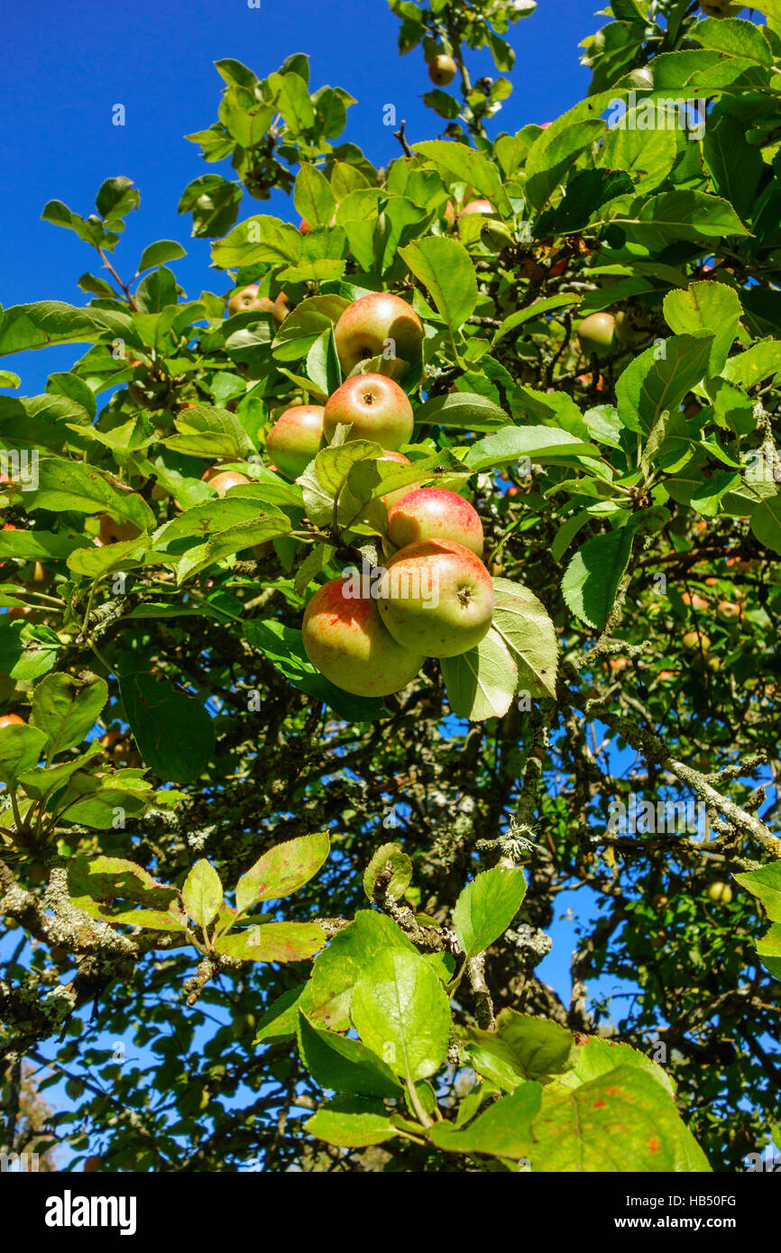 Apple tree bearing succulent red fruit Herefordshire Uk Stock Photo - Alamy