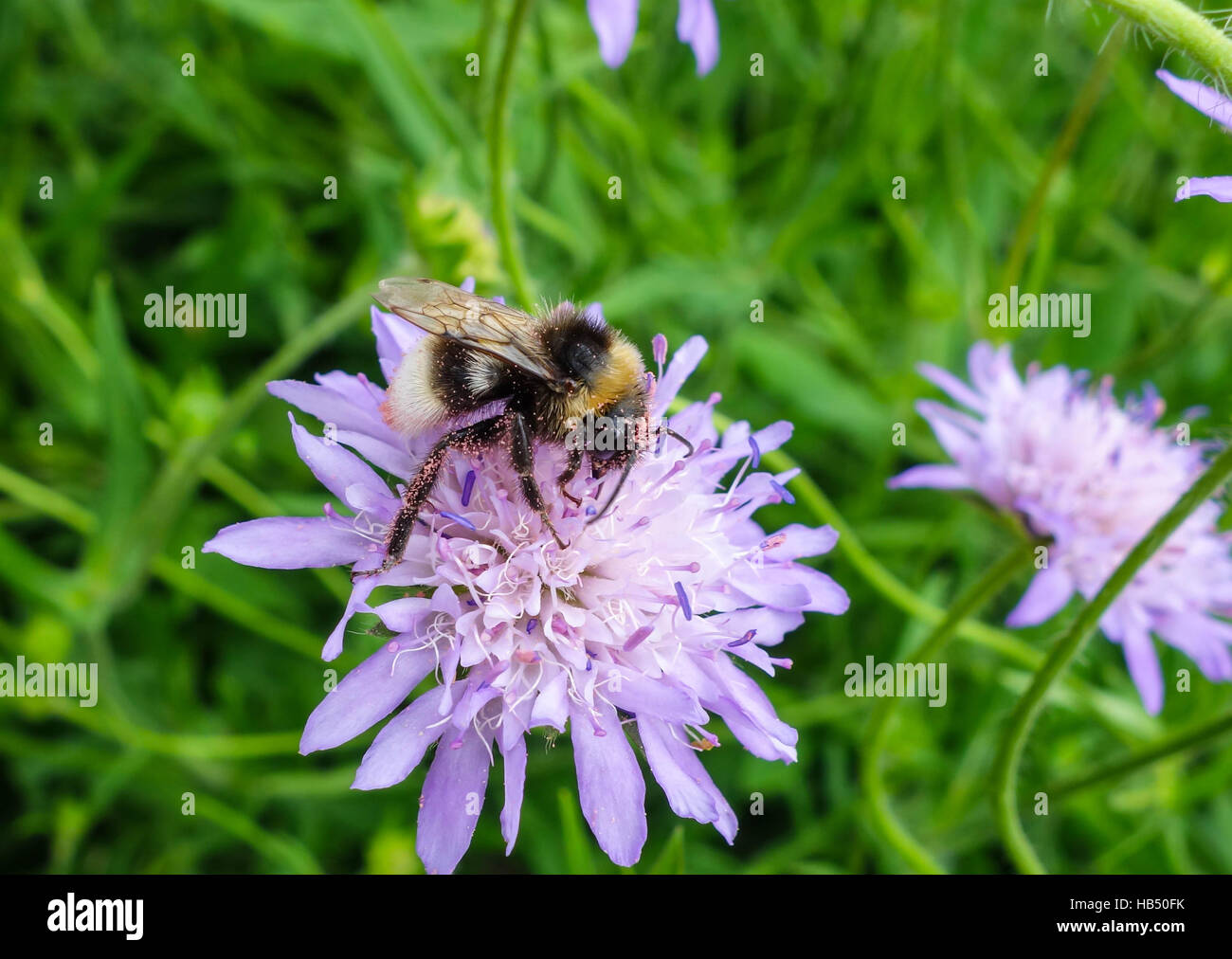 Uk insects gathering nectar hi-res stock photography and images - Alamy