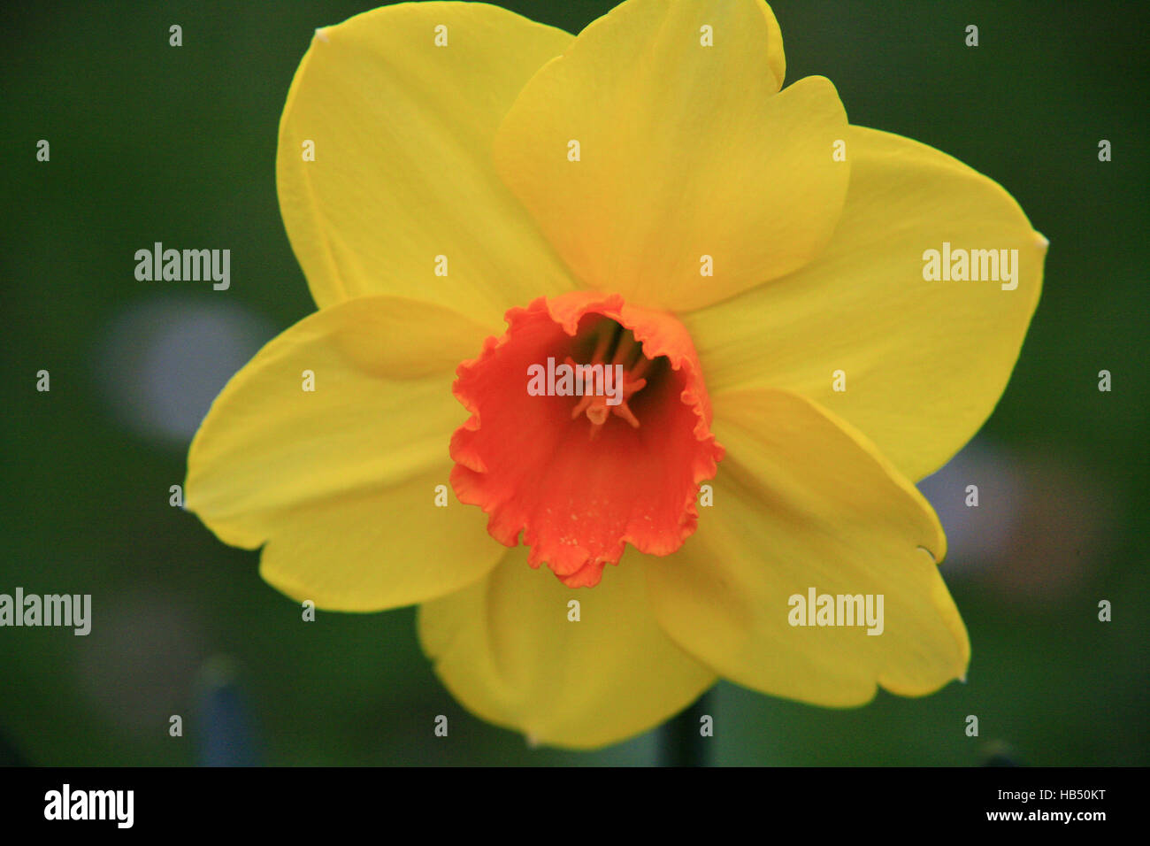 Star shaped daffodil hi-res stock photography and images - Alamy