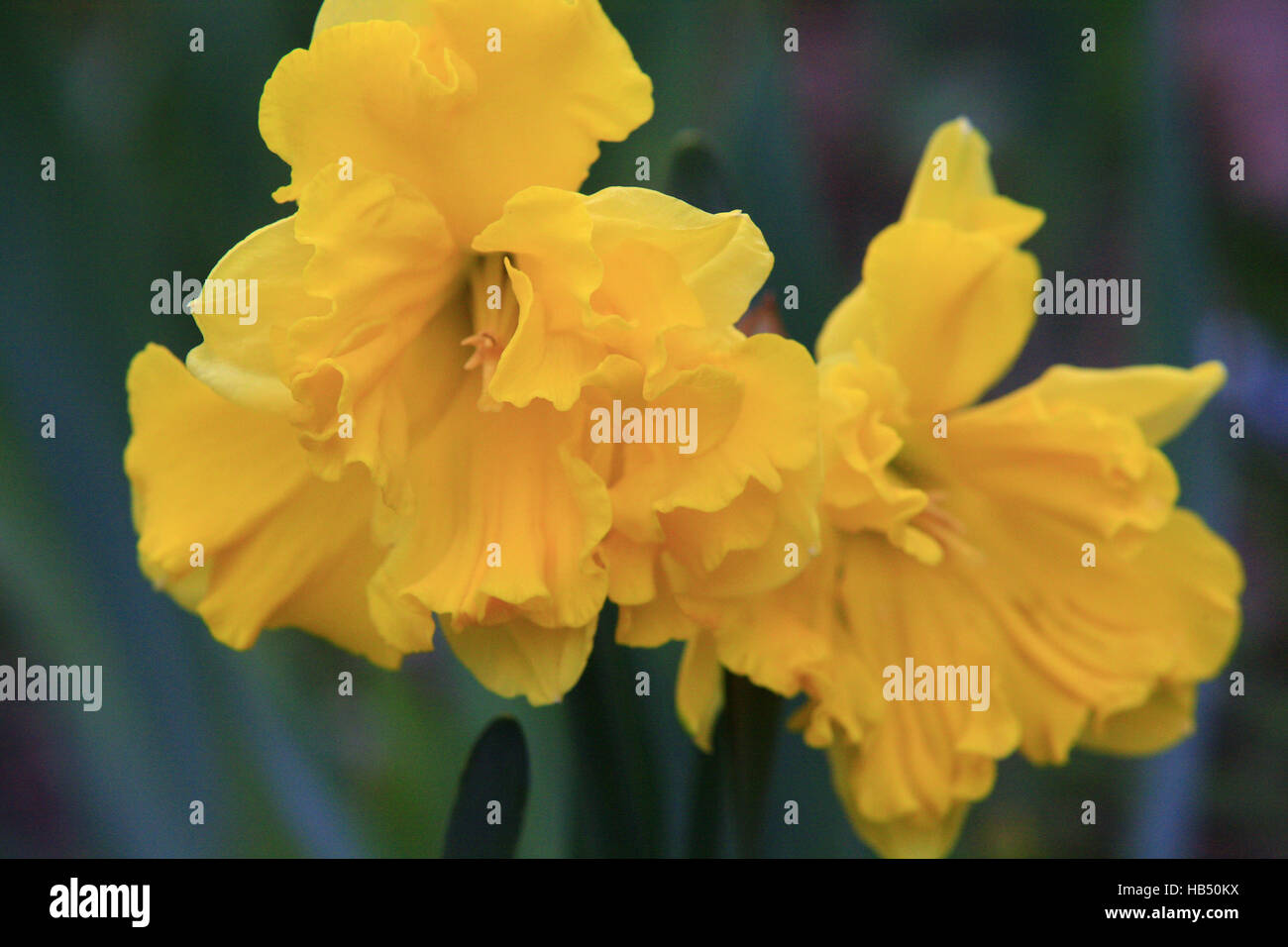 Star shaped daffodil hi-res stock photography and images - Alamy
