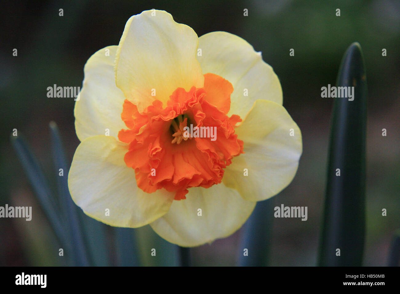 Star shaped daffodil hi-res stock photography and images - Alamy