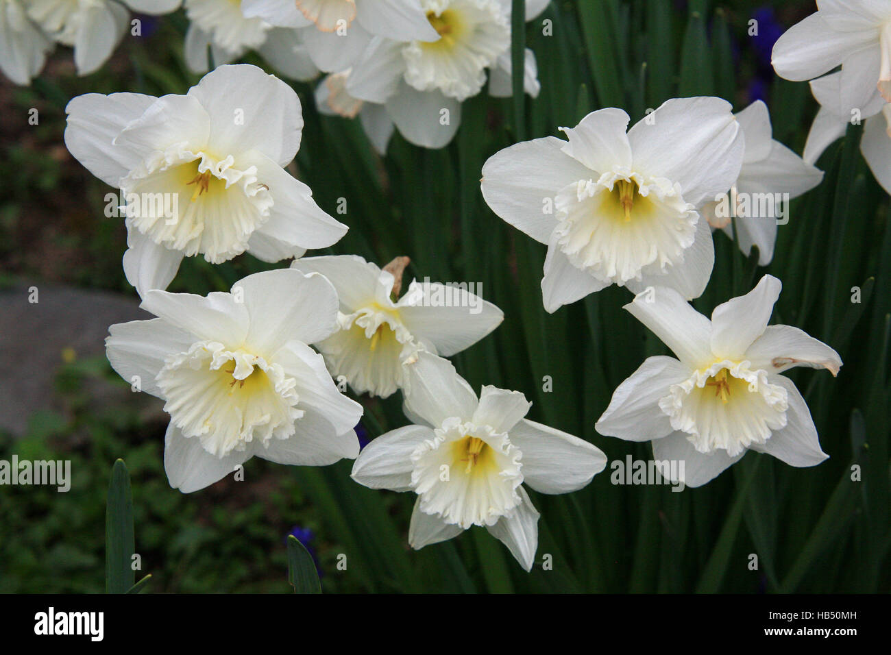 Star Shaped Daffodil High Resolution Stock Photography and Images - Alamy