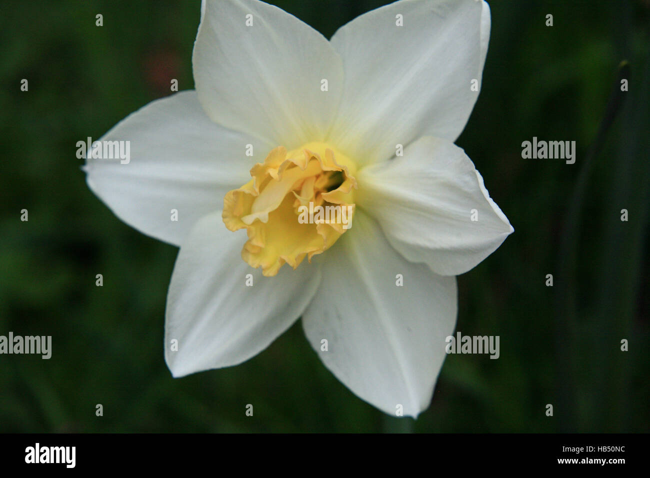 Star shaped daffodil hi-res stock photography and images - Alamy