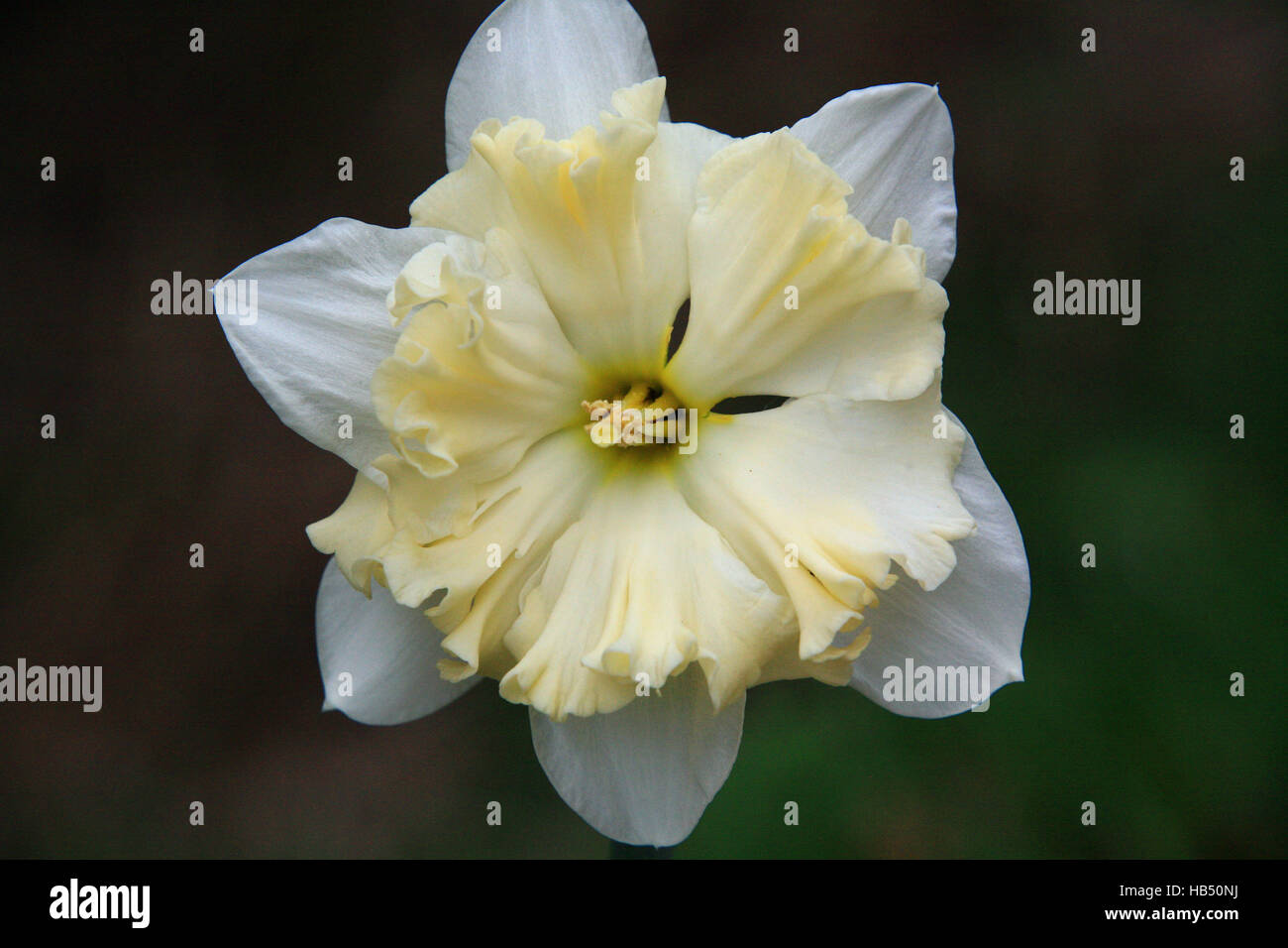 Elegant narcissus hi-res stock photography and images - Alamy