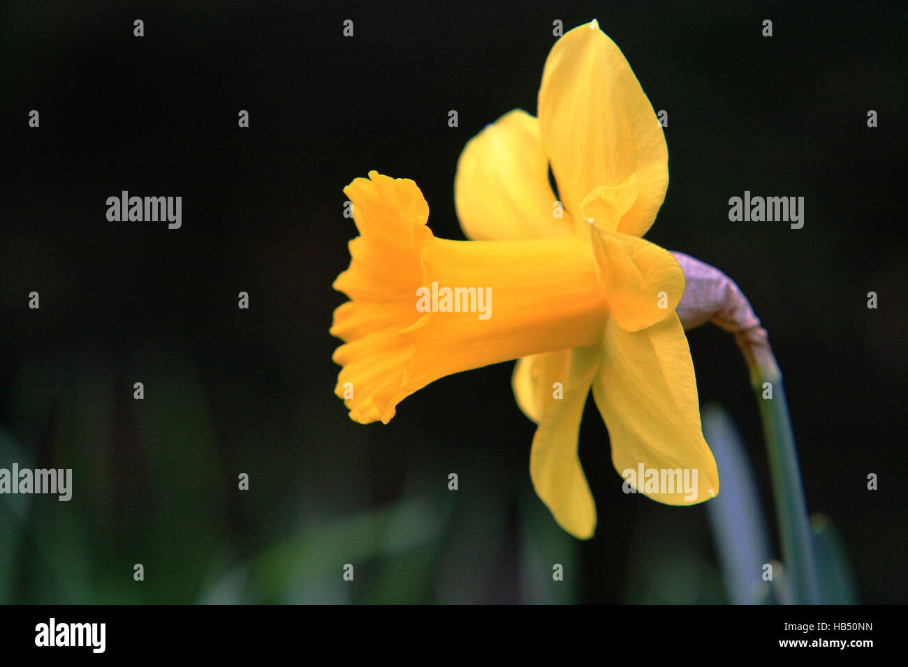 Star shaped daffodil hi-res stock photography and images - Alamy