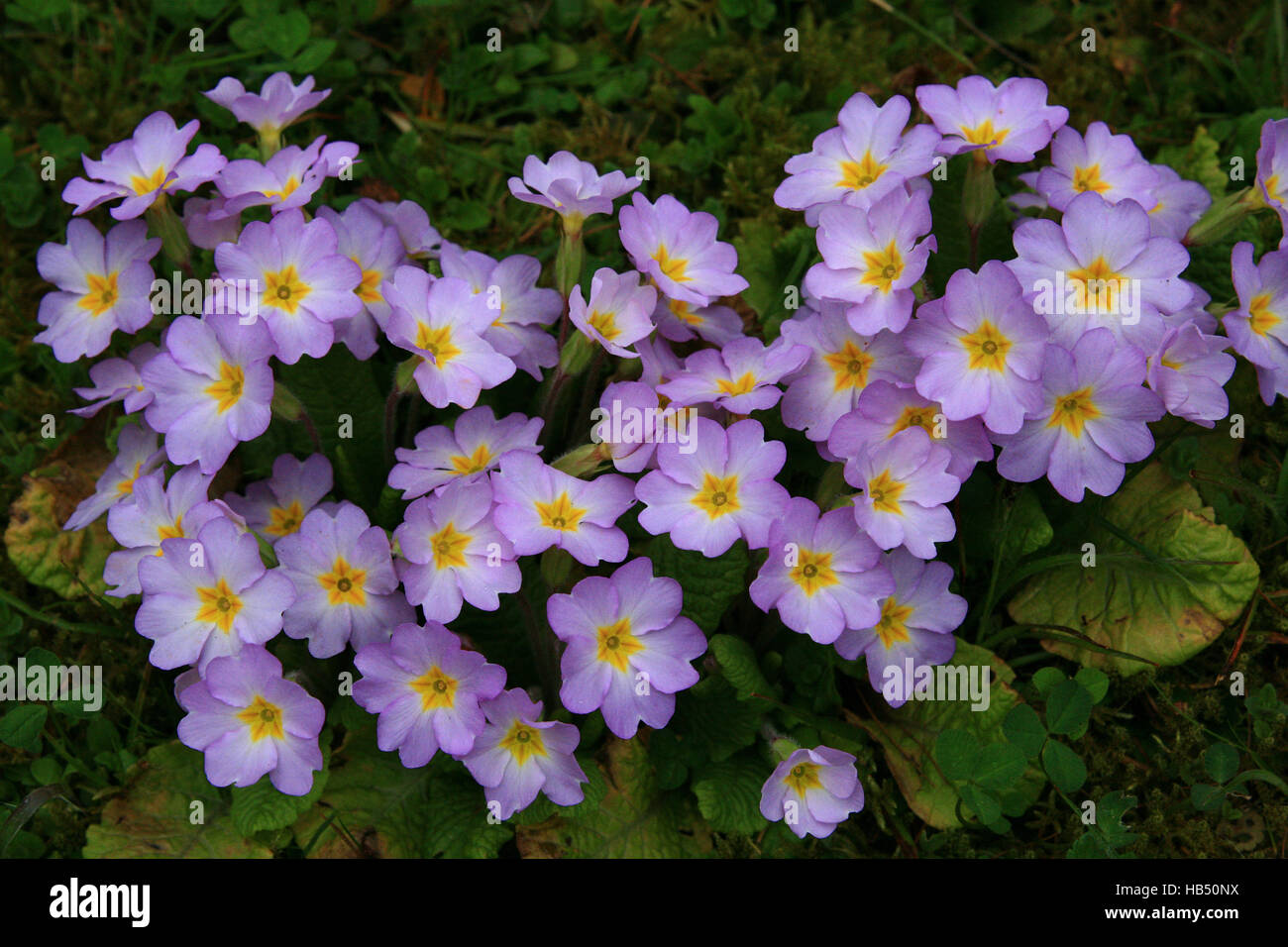 Pink blueten hi-res stock photography and images - Alamy