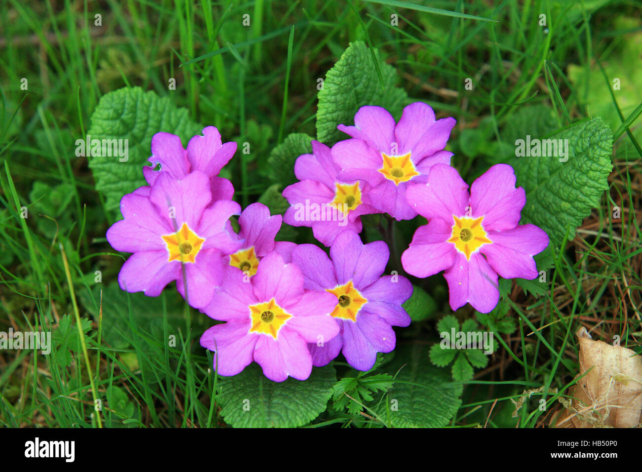 Pink bluete hi-res stock photography and images - Alamy