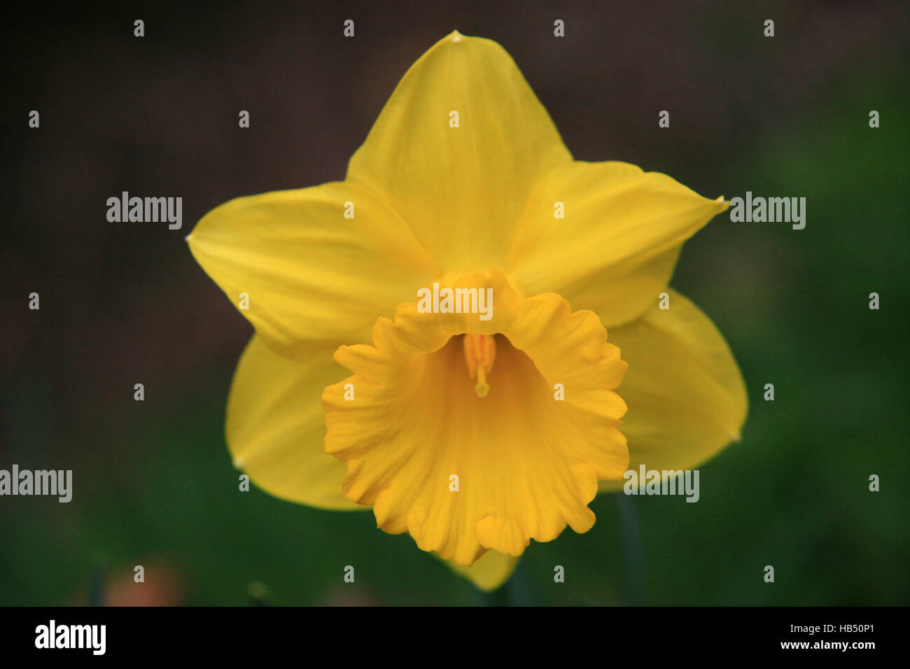 Star shaped daffodil hi-res stock photography and images - Alamy