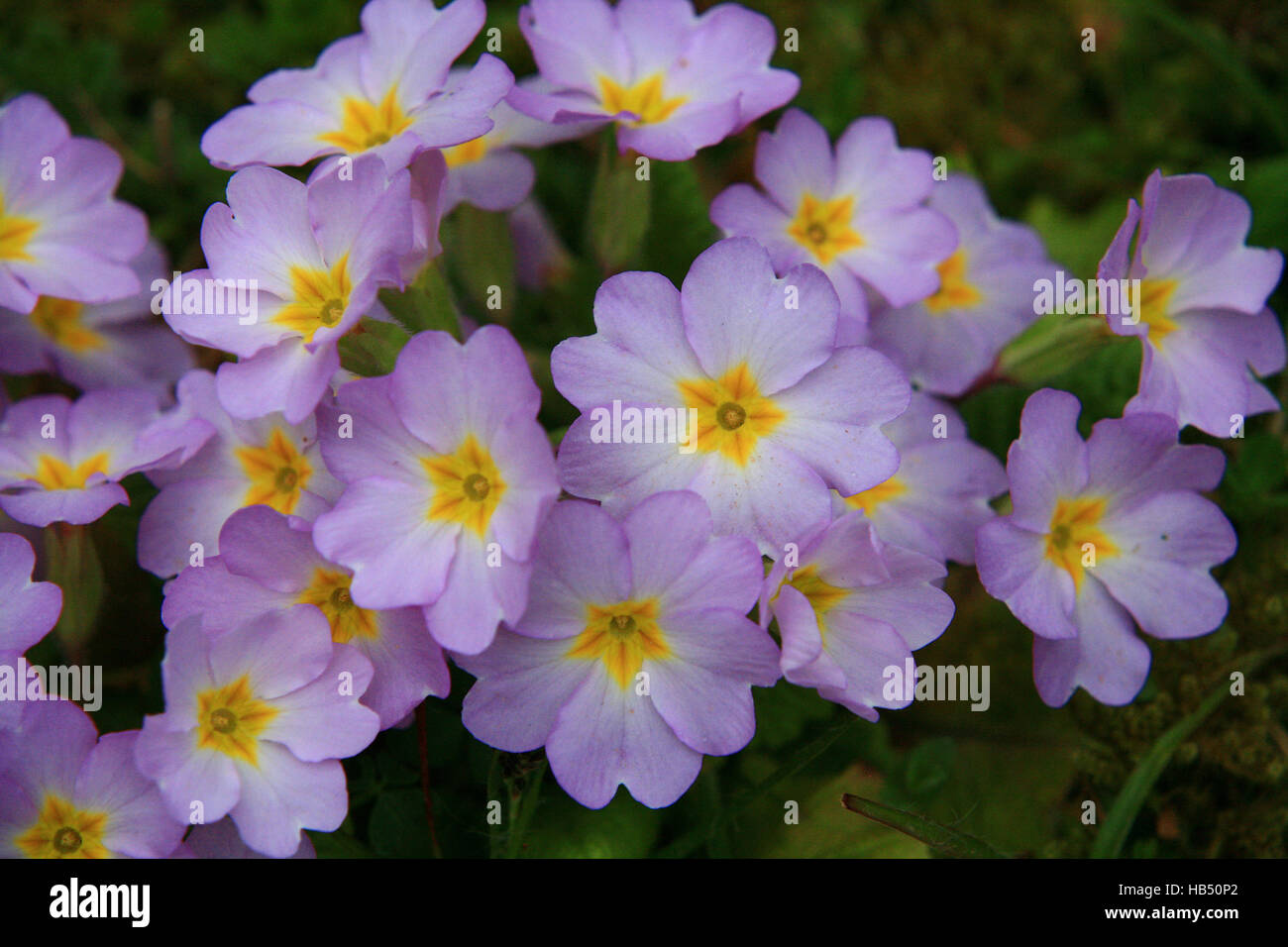 Lila pink hi-res stock photography and images - Alamy