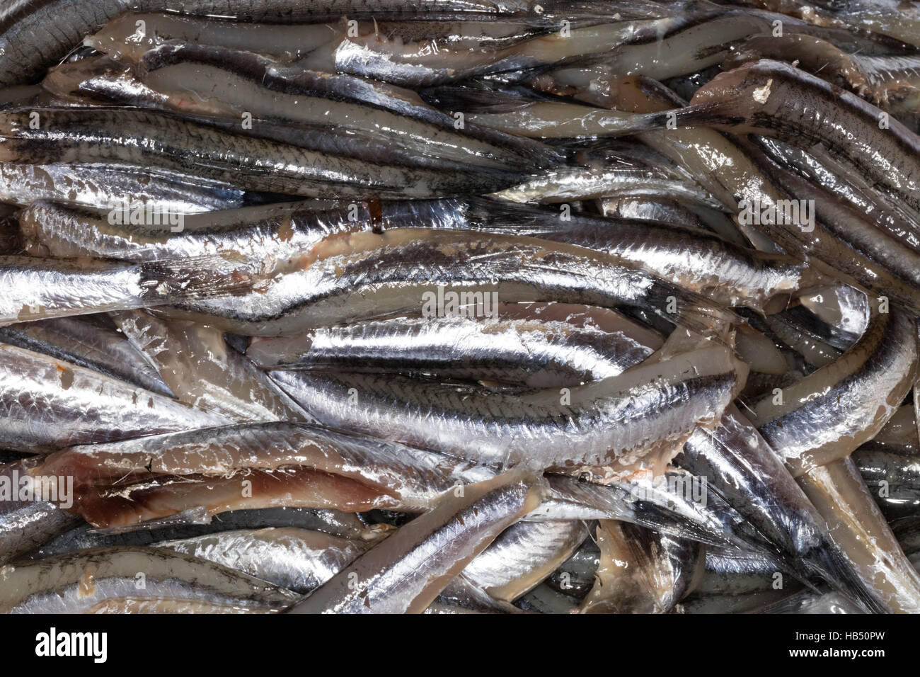 Anchovies, close up Stock Photo - Alamy