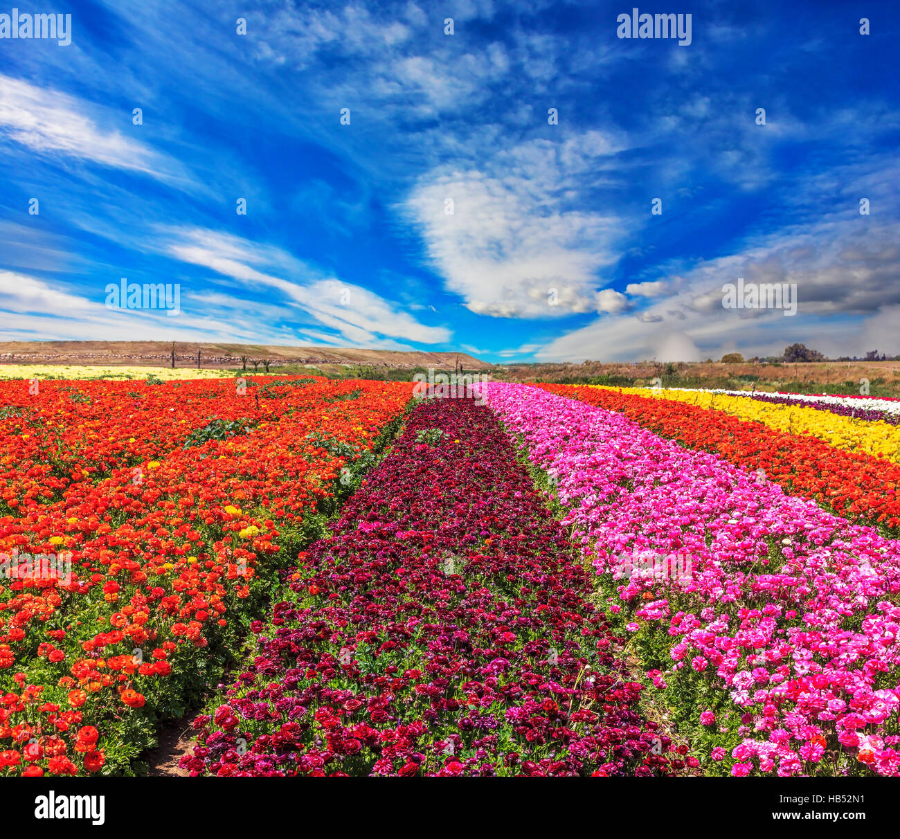 Magnificent kibbutz field Stock Photo - Alamy