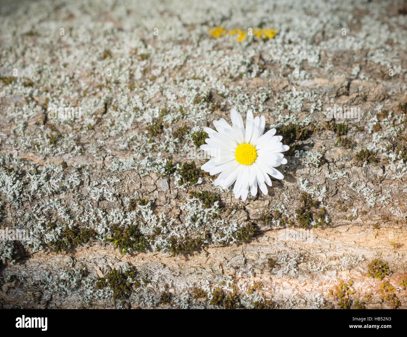 Daisy on tree trunk Stock Photo - Alamy