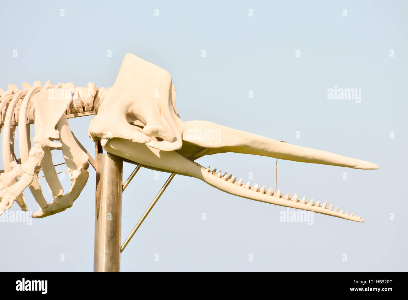 Blue whale skeleton hi-res stock photography and images - Alamy