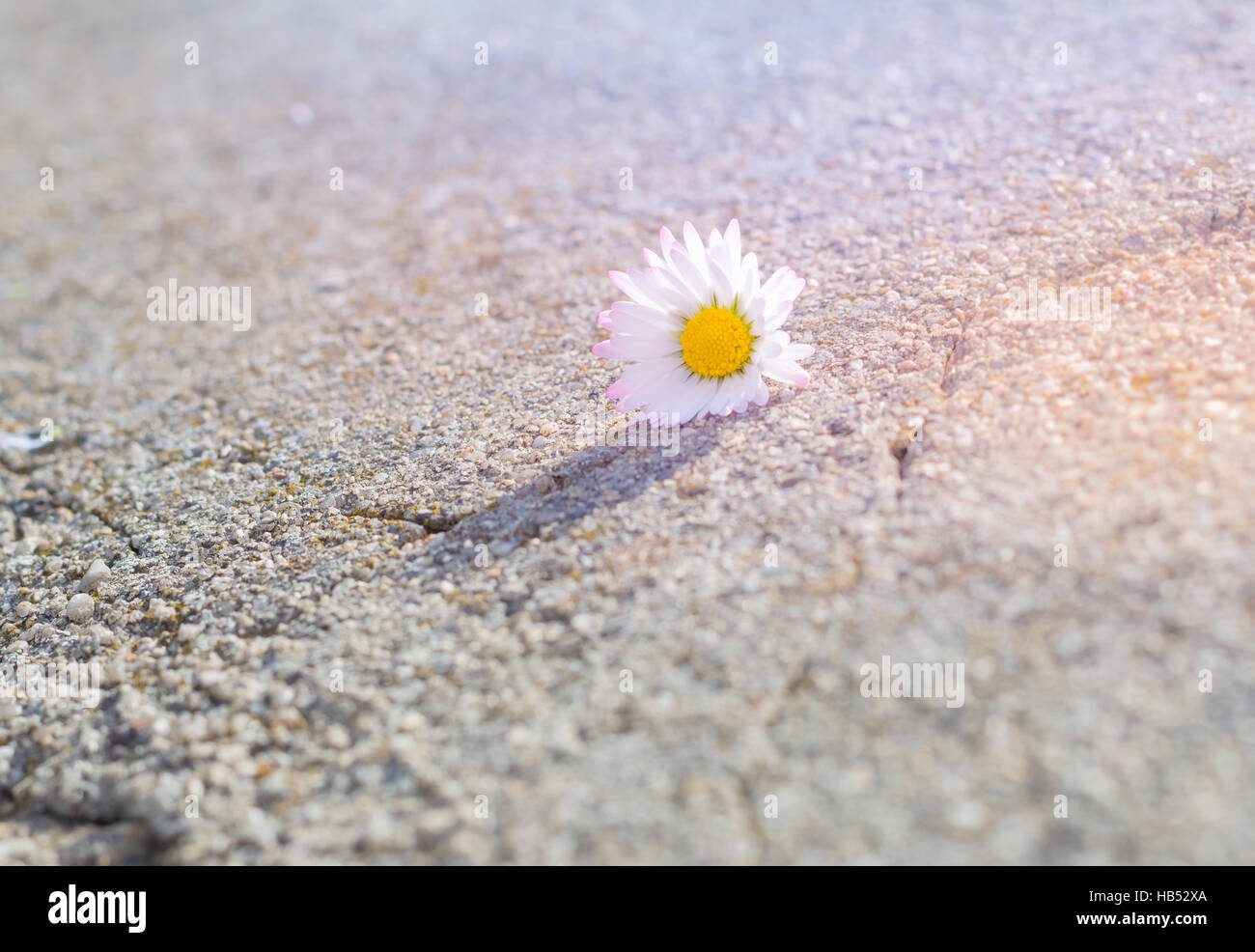 Daisy on hi-res stock photography and images - Alamy