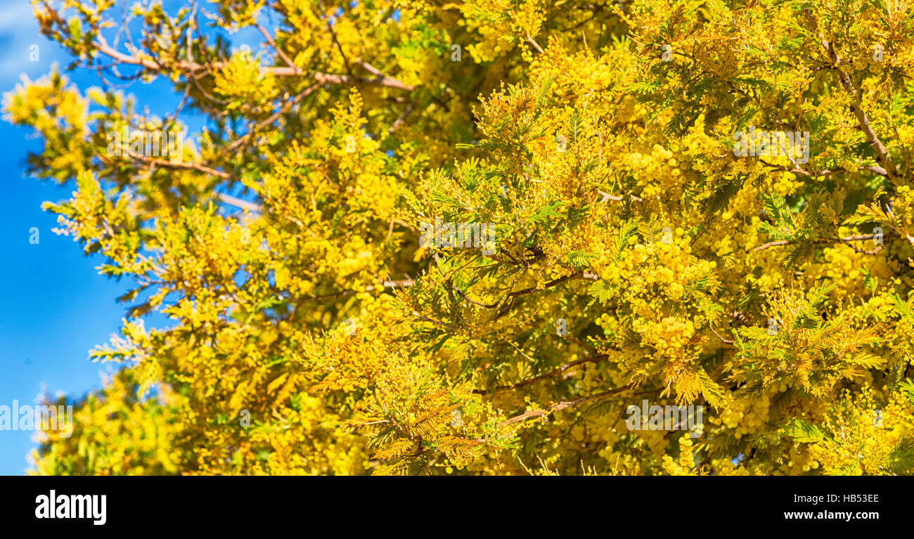 in south africa wildlife mimosa plant and tree in the national park ...