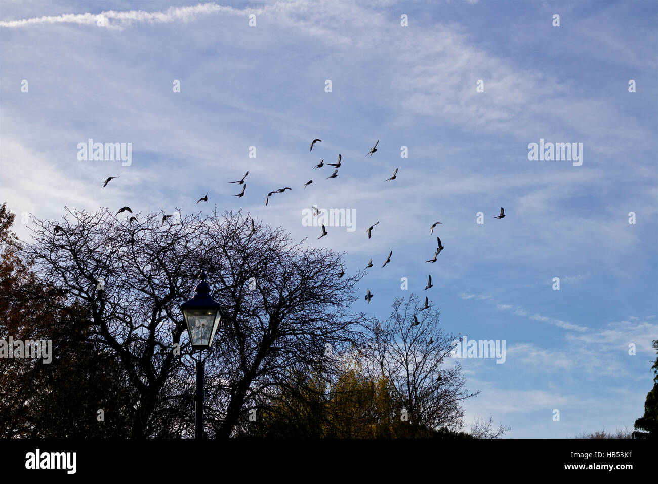 Flock of birds flying across blue sky Stock Photo - Alamy