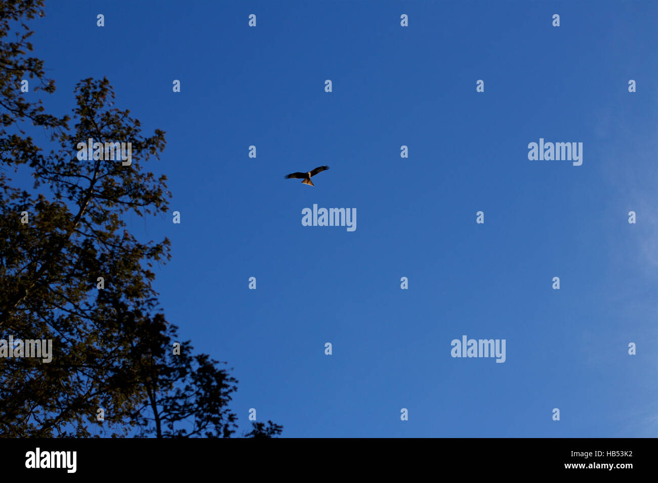 Flock of birds flying across blue sky Stock Photo - Alamy