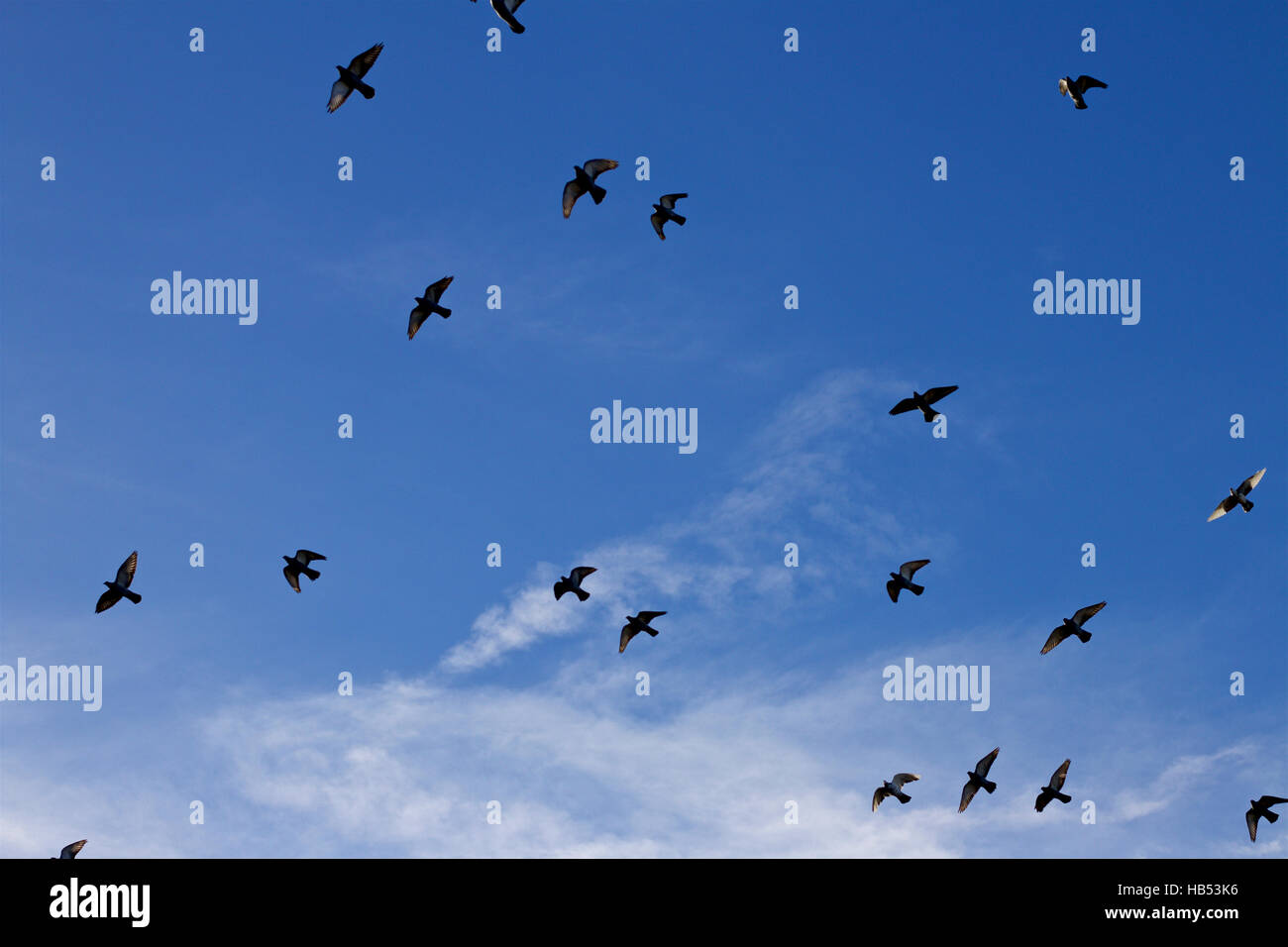 Flock of birds flying across blue sky Stock Photo - Alamy