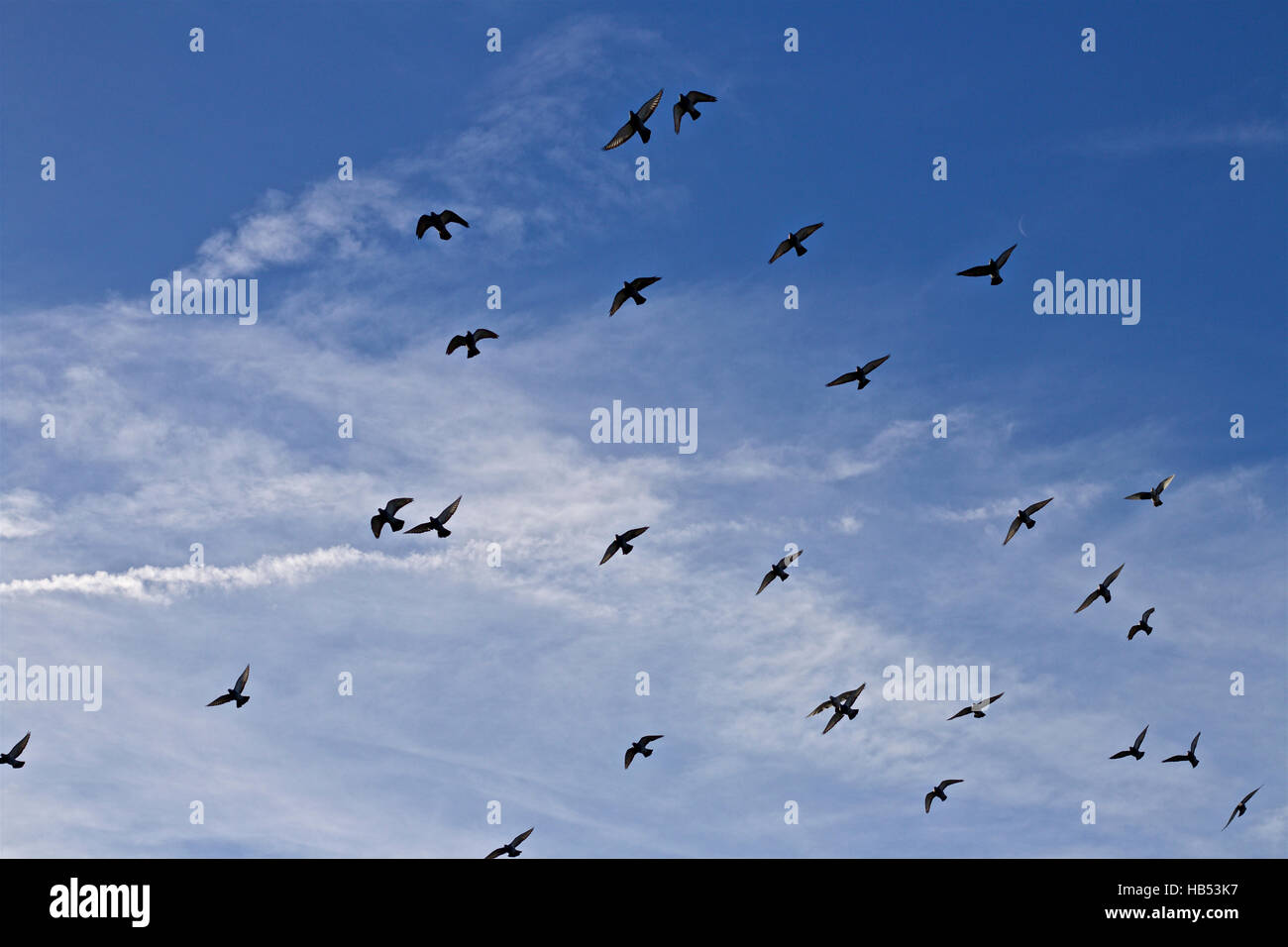 Flock of birds flying across blue sky Stock Photo - Alamy