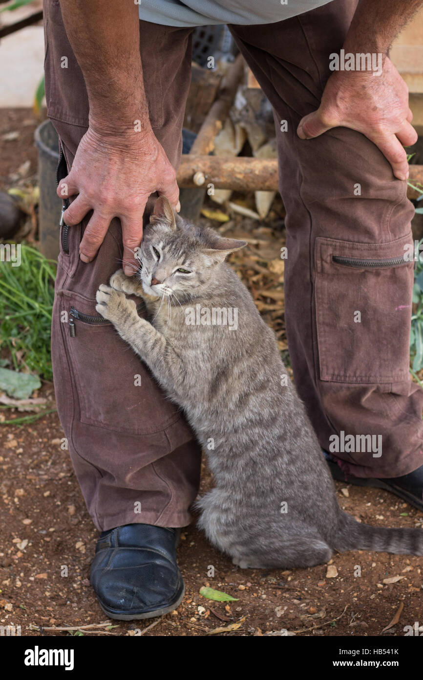 Man with cat Stock Photo - Alamy