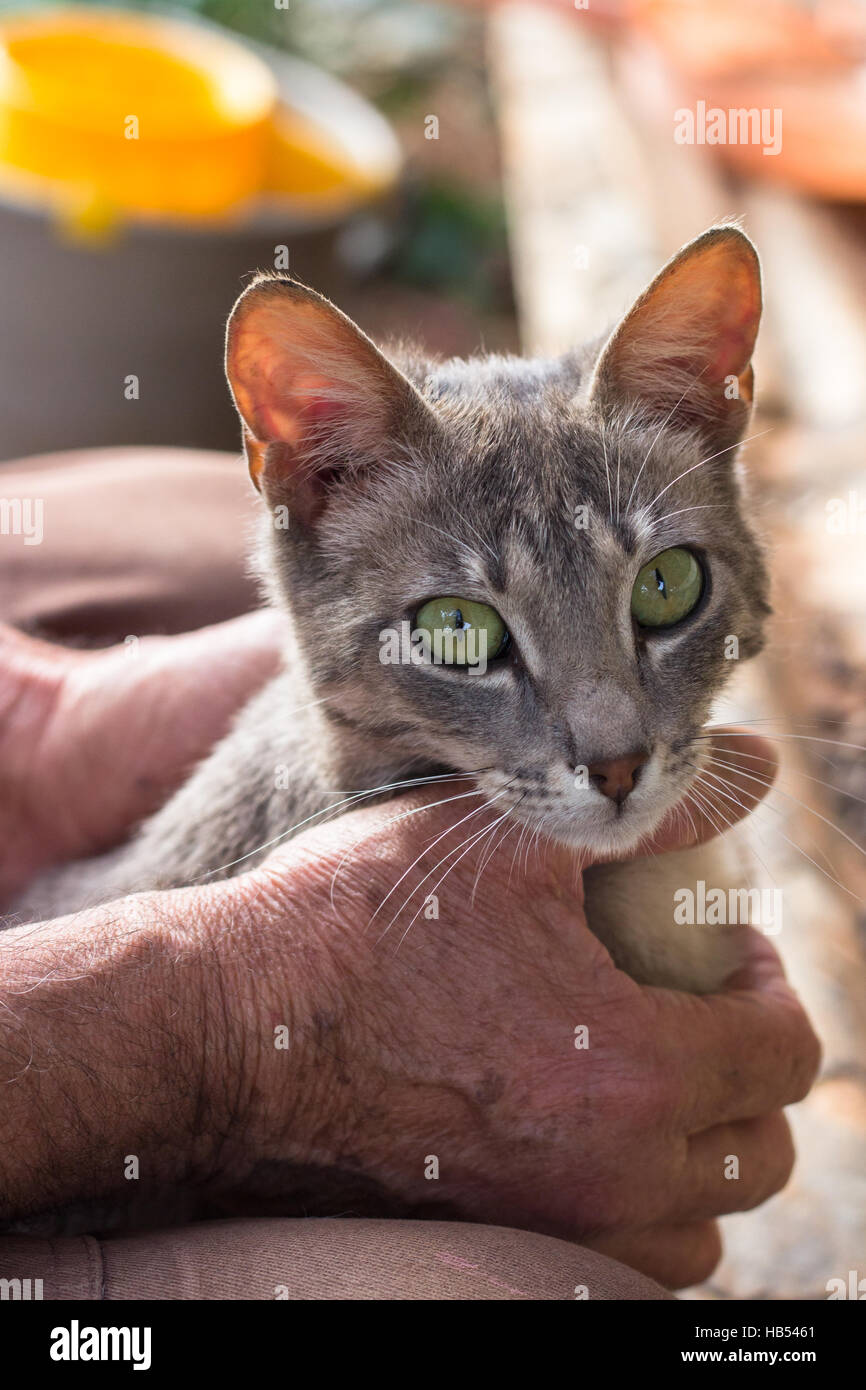 Man with cat Stock Photo - Alamy