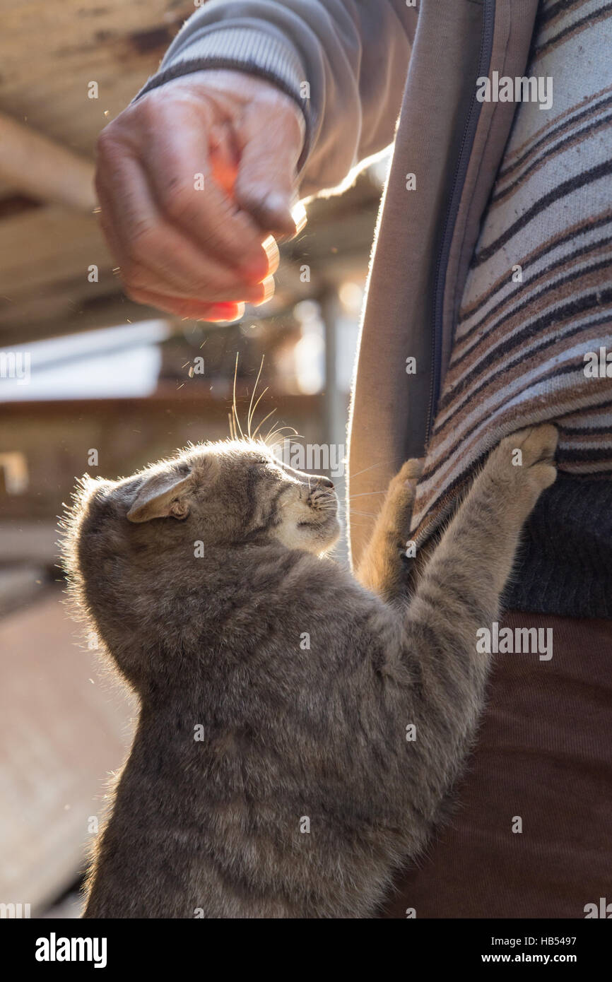 Man with cat Stock Photo - Alamy
