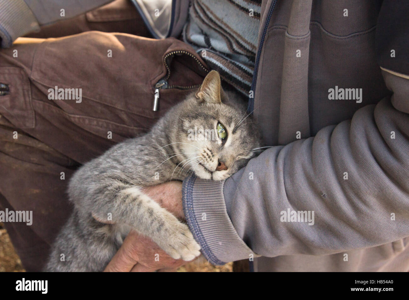 Cute cat hugging hi-res stock photography and images - Alamy