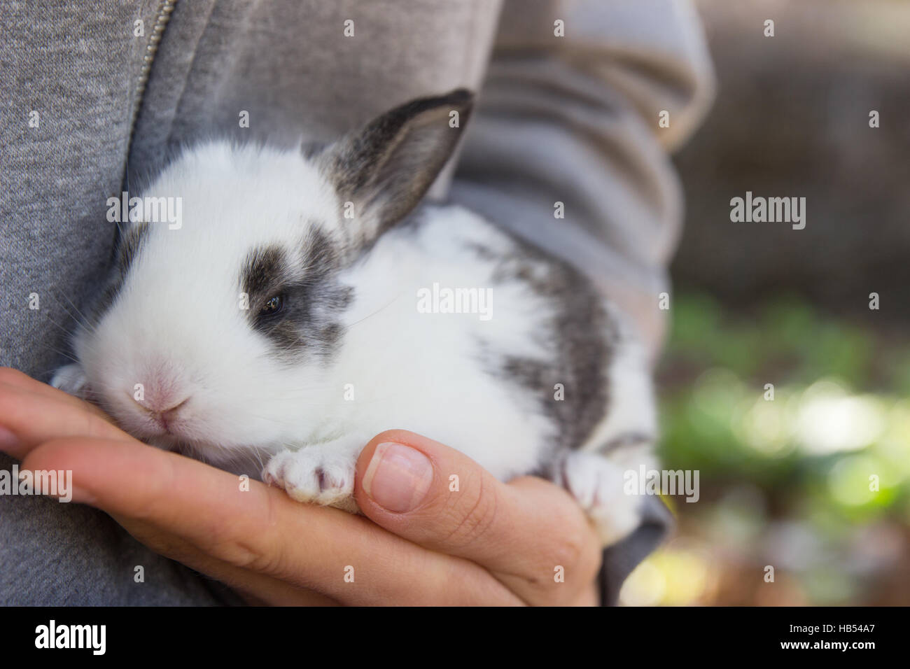 Hand holding baby bunny hi-res stock photography and images - Alamy
