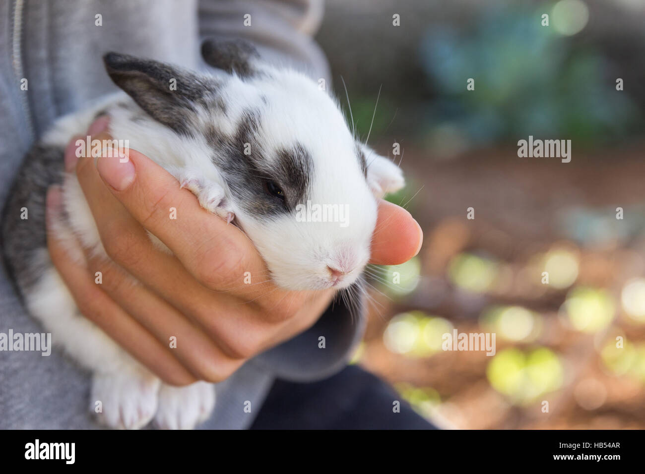Rabbit and baby hi-res stock photography and images - Alamy