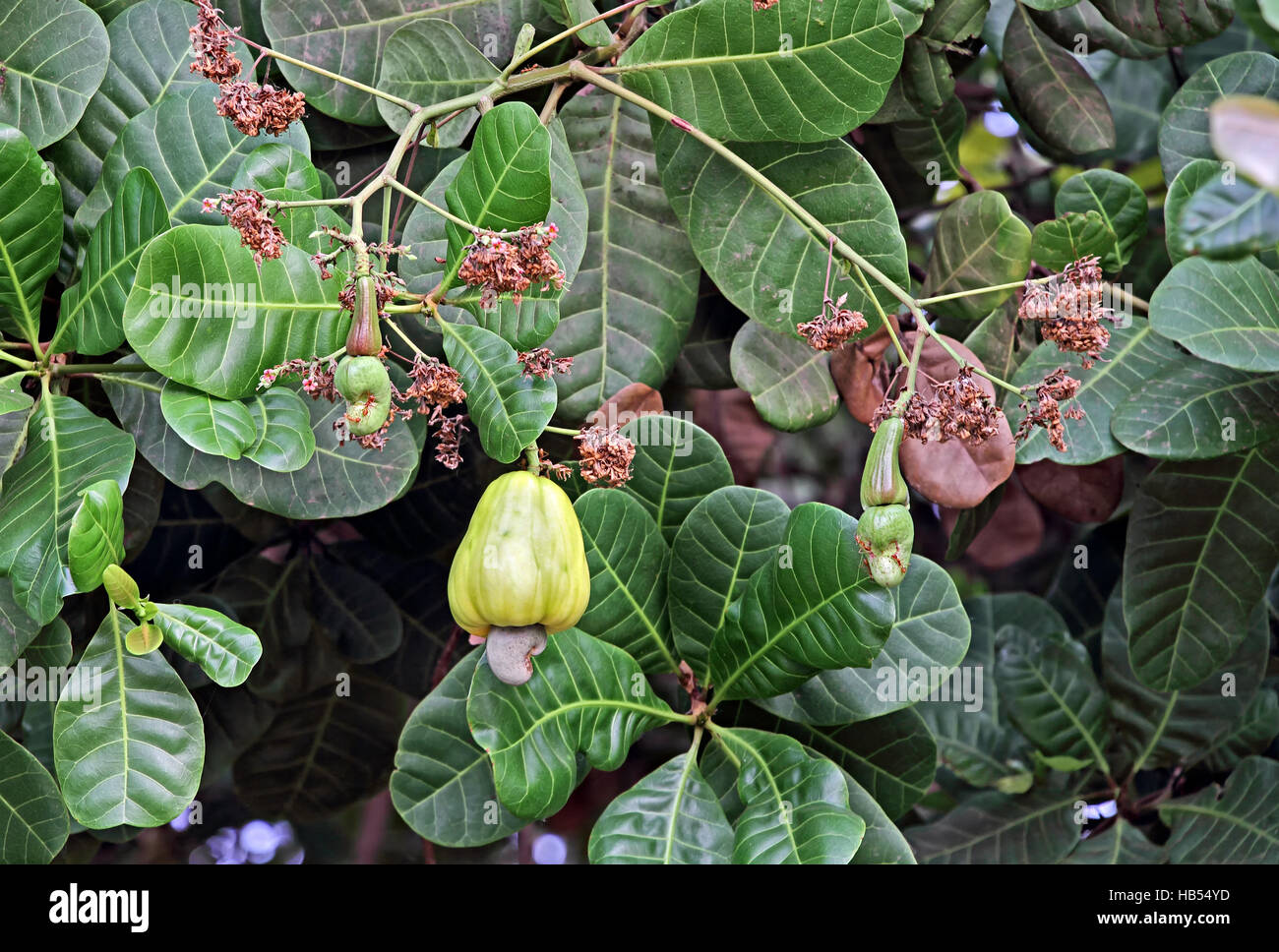 Cashew nut goa hi-res stock photography and images - Alamy