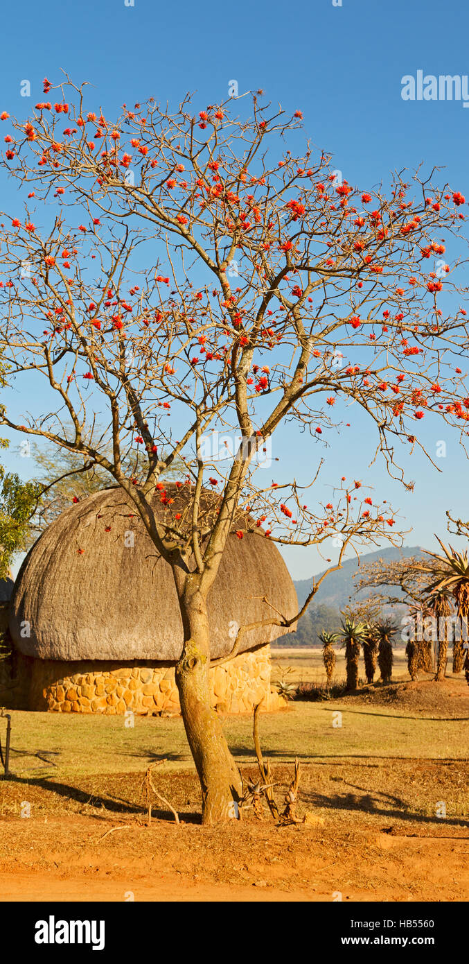 blur in swaziland mlilwane wildlife nature reserve mountain and tree ...