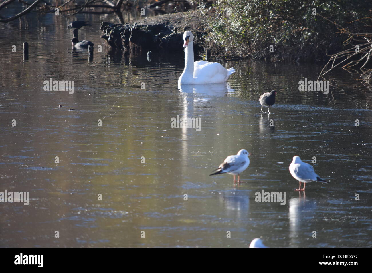 Ice pond hi-res stock photography and images - Alamy