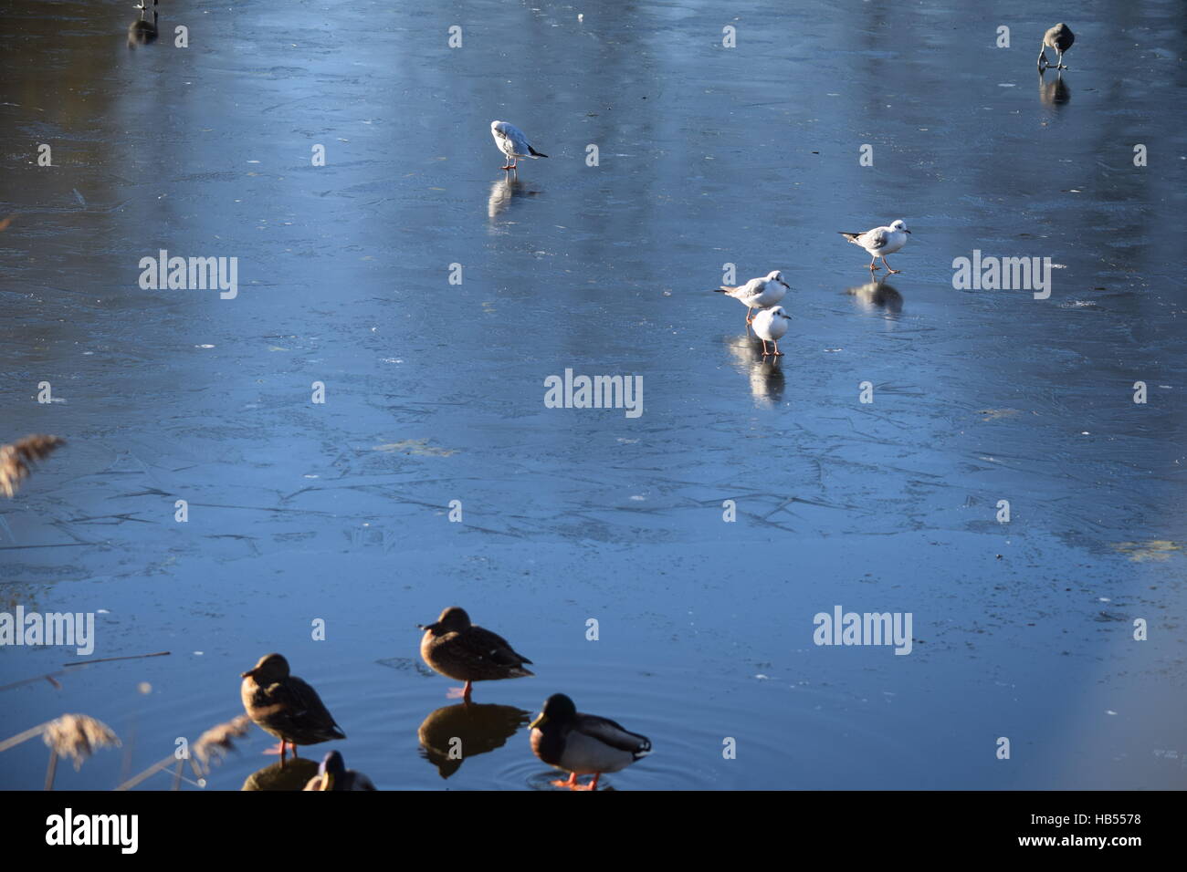 birds walking on thin ice Stock Photo - Alamy