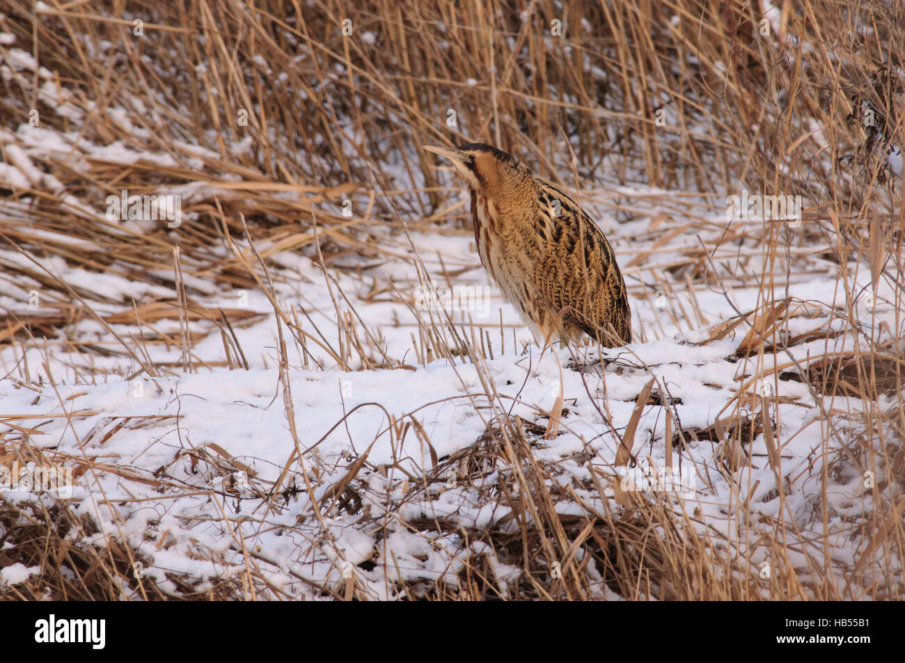 Great Bittern in snow in reed land Stock Photo - Alamy