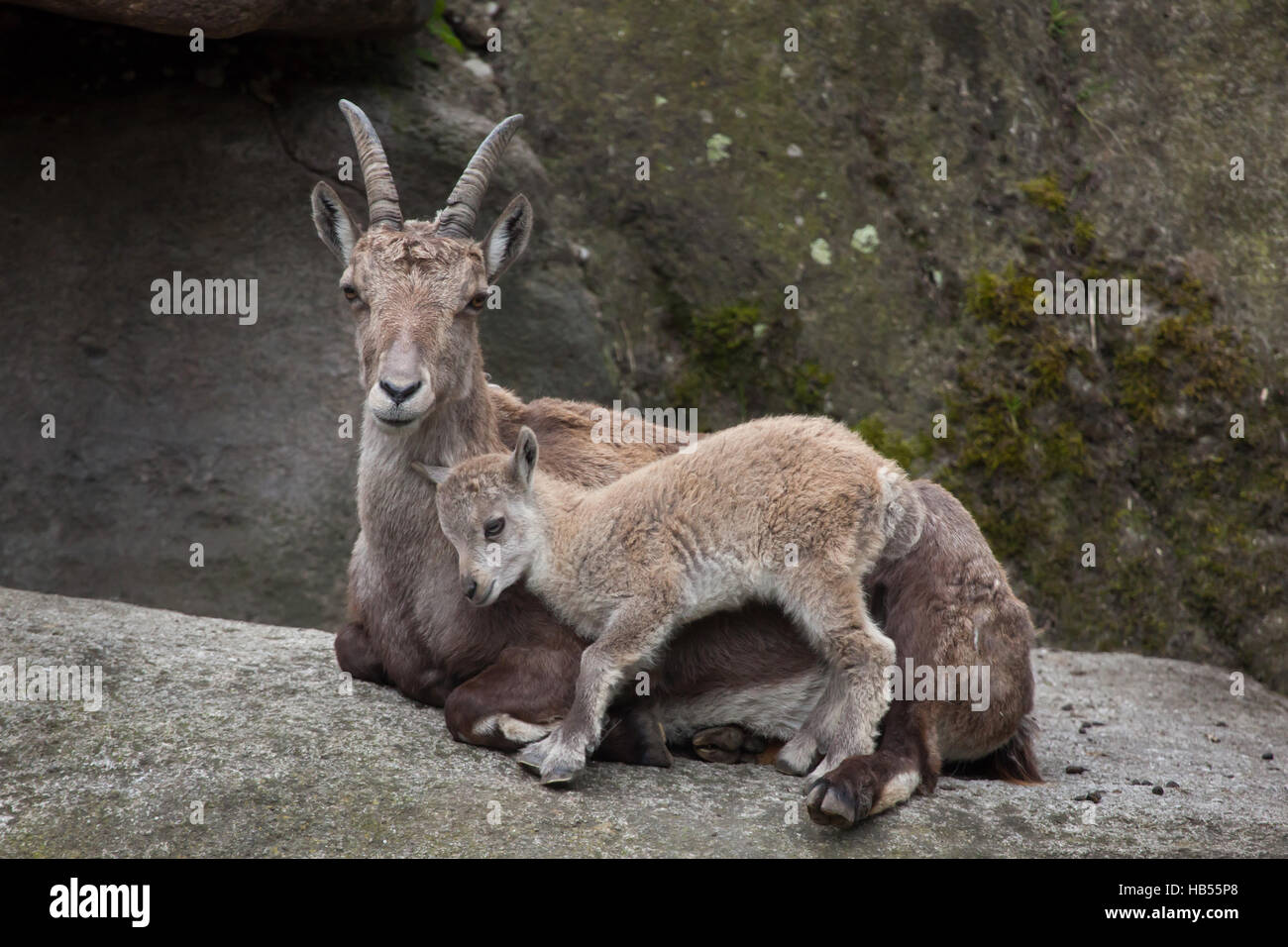 Alpine ibex (Capra ibex ibex), also known as the steinbock or bouquetin ...
