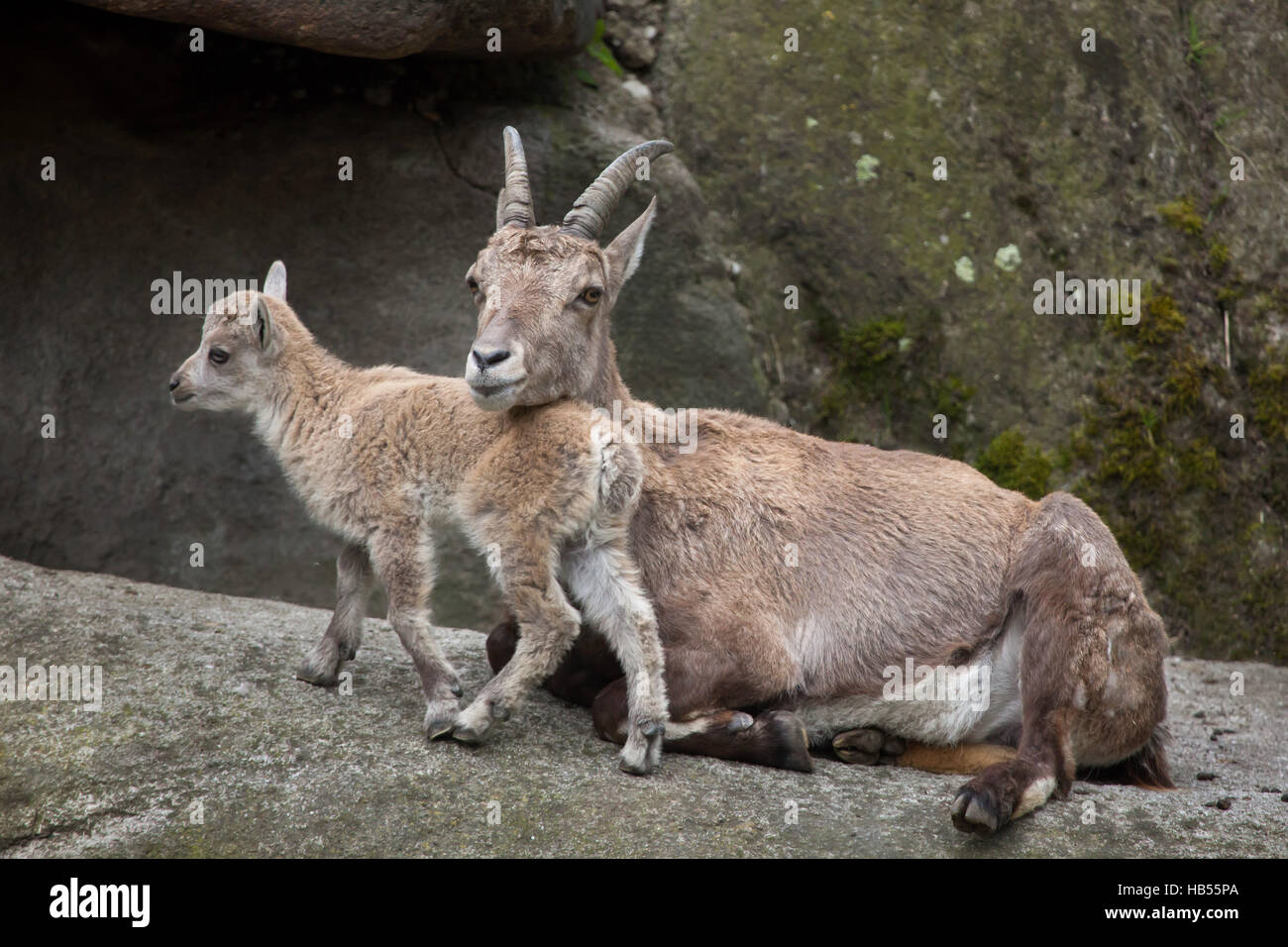 Alpine ibex (Capra ibex ibex), also known as the steinbock or bouquetin ...