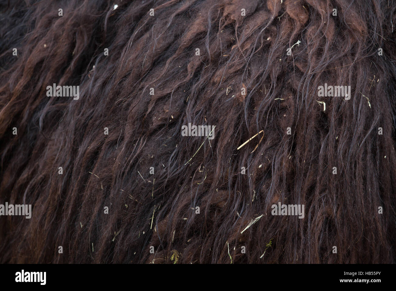 Llama (Lama glama). Fur texture Stock Photo - Alamy