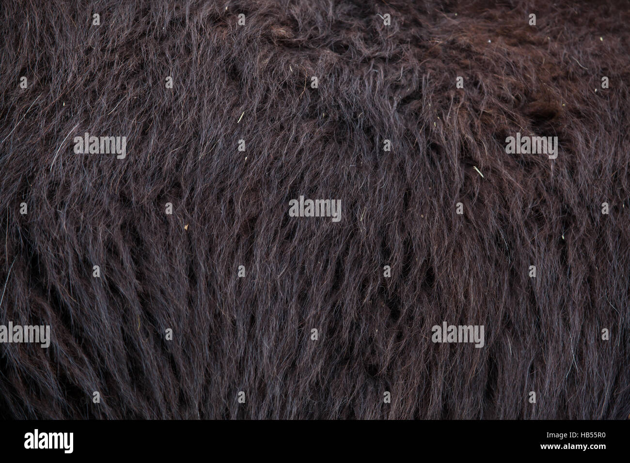 Lama fur hi-res stock photography and images - Alamy
