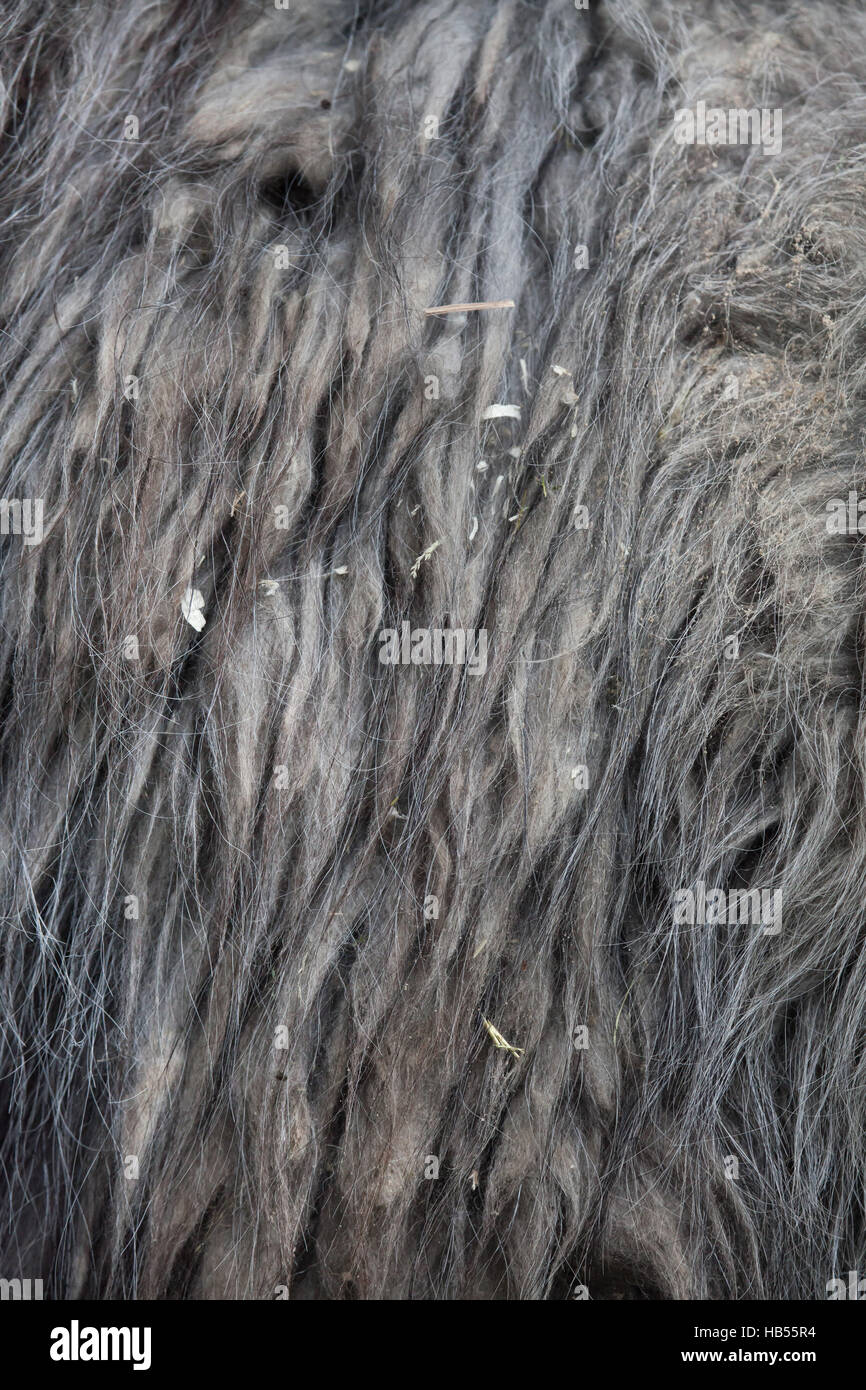 Llama (Lama glama). Fur texture Stock Photo - Alamy