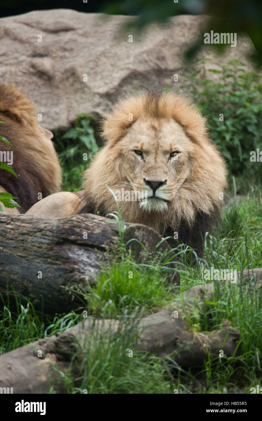 Lion (Panthera leo Stock Photo - Alamy