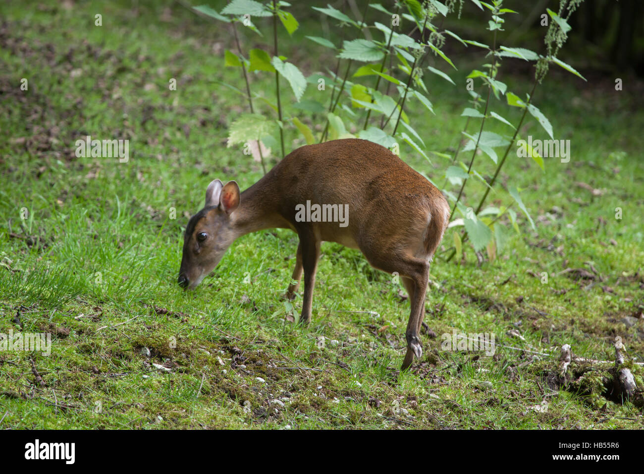 Chinese muntjac (Muntiacus reevesi), also known as the Reeves's muntjac ...