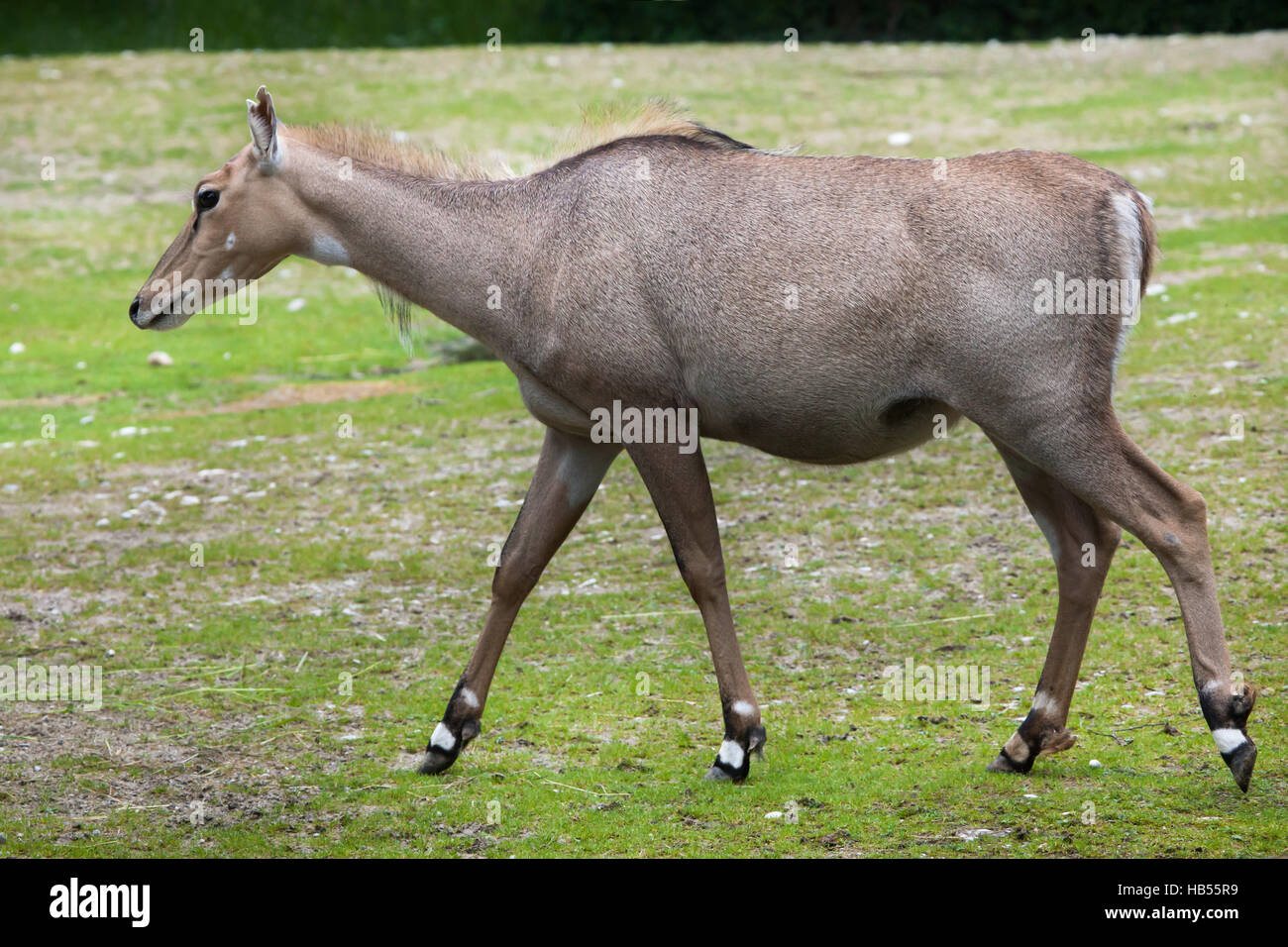 Nilgai (Boselaphus tragocamelus), also known as the nilgau or blue bull ...