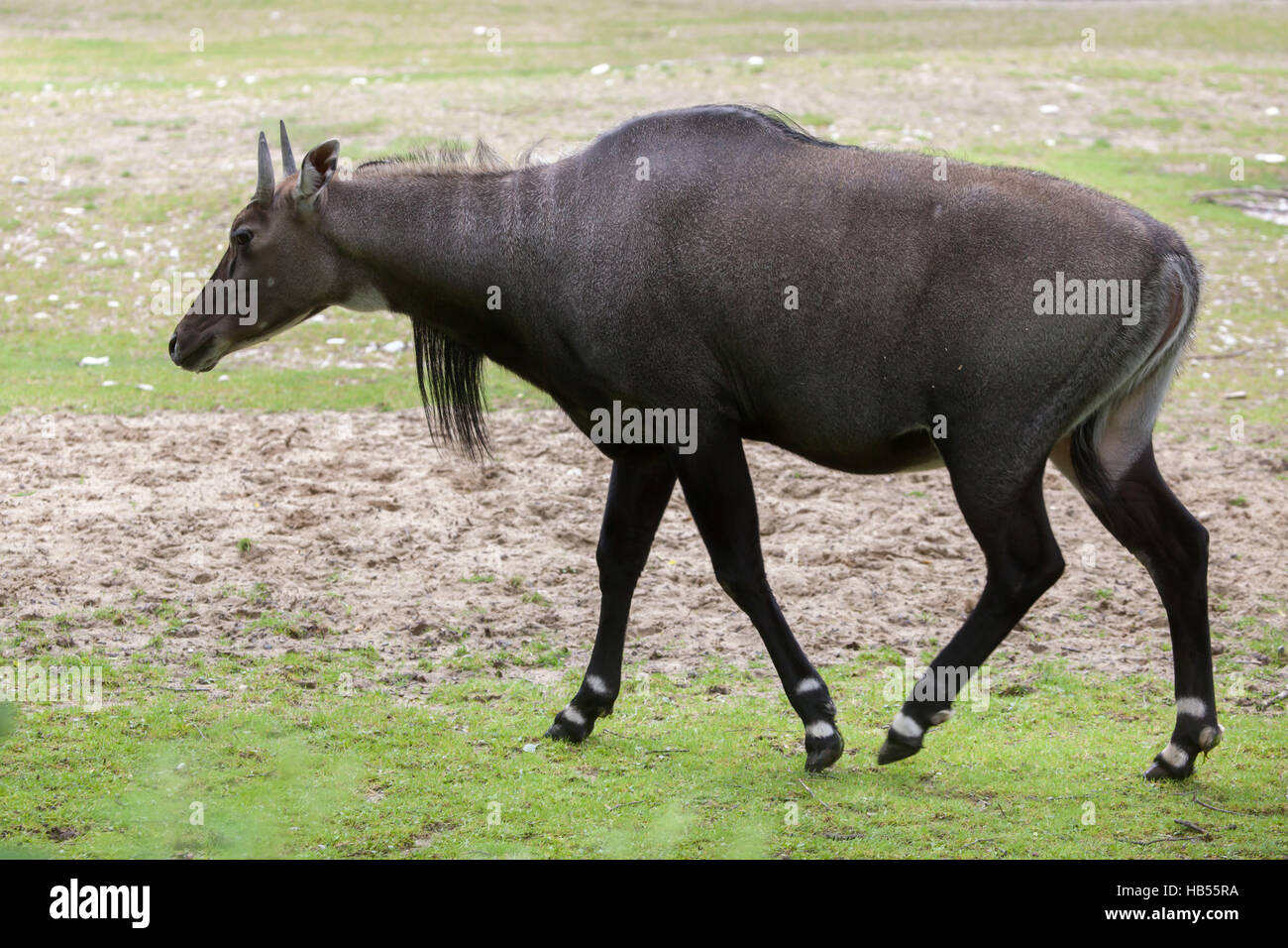 Nilgai (Boselaphus tragocamelus), also known as the nilgau or blue bull ...