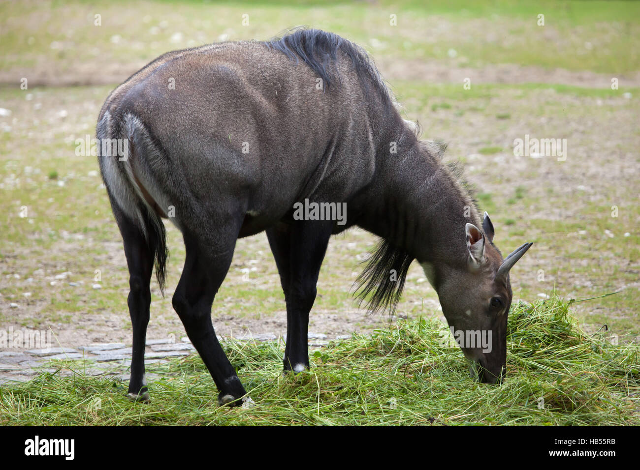 Nilgai (Boselaphus tragocamelus), also known as the nilgau or blue bull ...