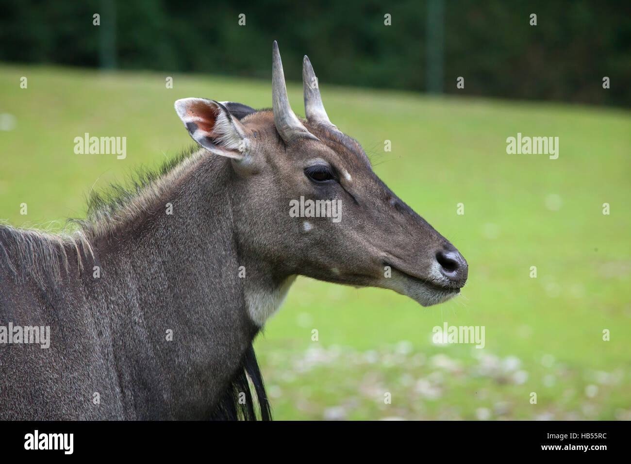 Nilgai (Boselaphus tragocamelus), also known as the nilgau or blue bull ...